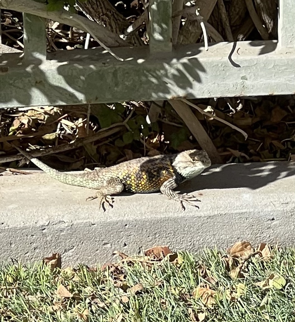Desert Spiny Lizard from E Palm Canyon Dr, Palm Springs, CA, US on June ...