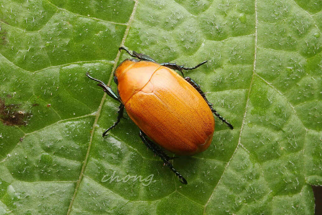 Callistethus from 中国杭州市临安区 on June 22, 2023 at 09:03 PM by 虫虫 · iNaturalist