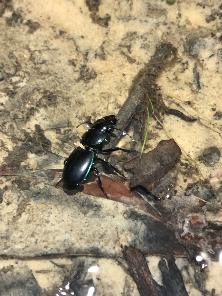 Carenum from Nangkita Kuitpo Ward, Mount Magnificent, SA, AU on June 26 ...