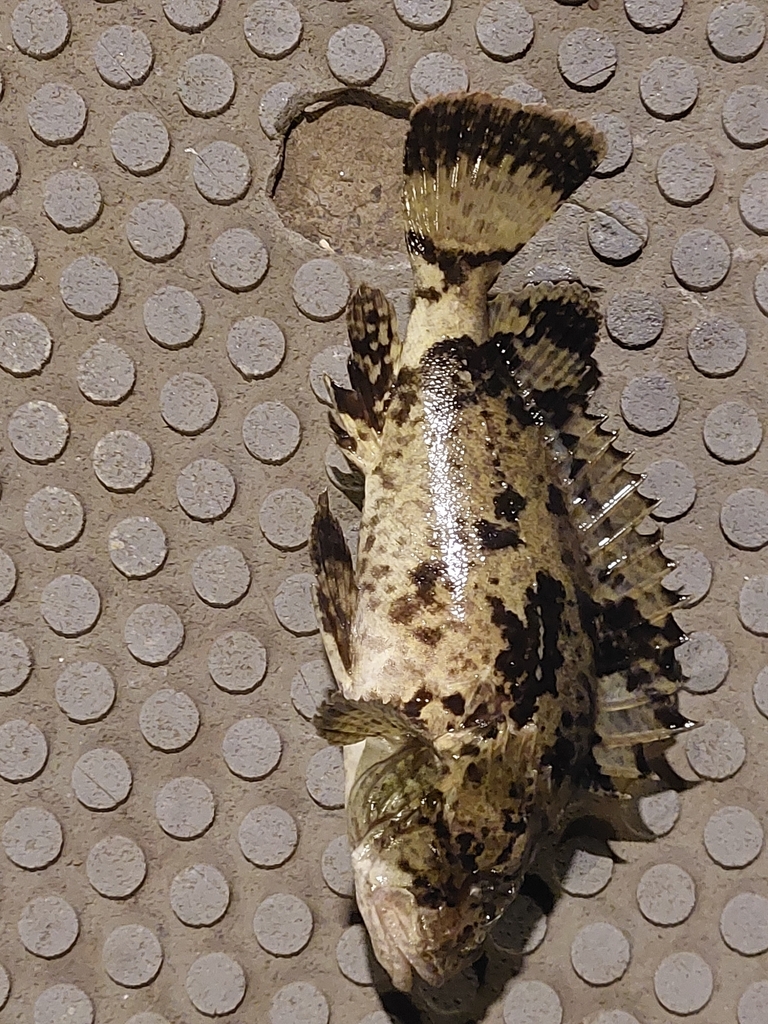 Bullrout from Dutton Park QLD 4102, Australia on June 26, 2023 at 07:54 ...