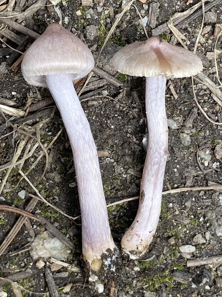 Inocybe pallidicremea from Middle Fork Payette River, Cascade, ID, US ...