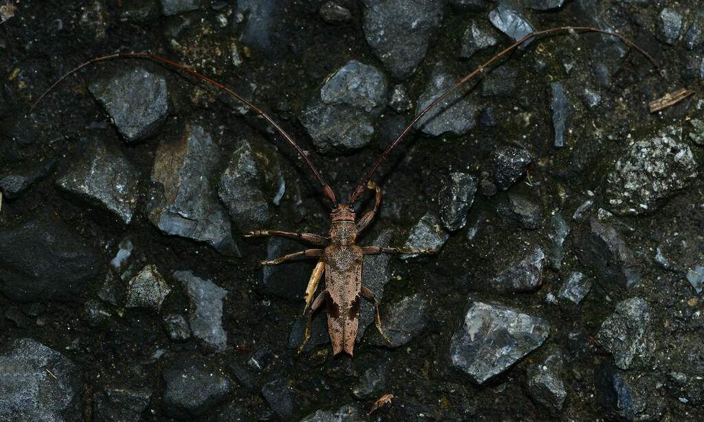 Uraecha bimaculata from 1-1 Furugome, Narita, Chiba 282-0004, Japan on ...