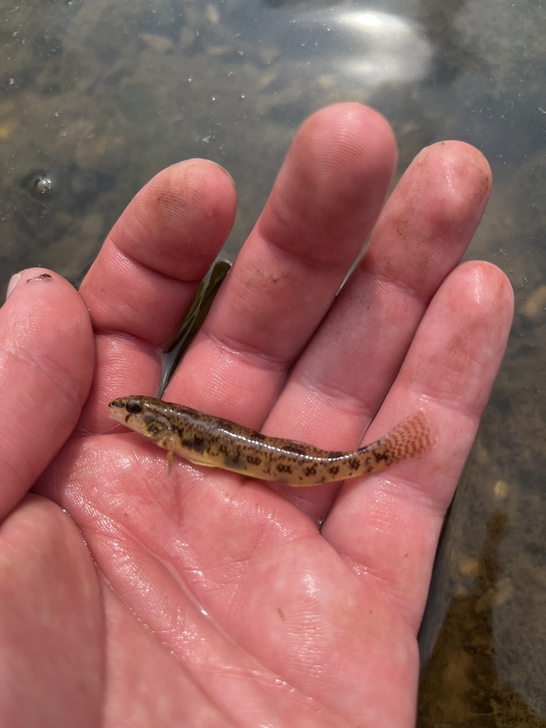 Tessellated Darter from Dickerson Rd, Dickerson, MD, US on June 20 ...