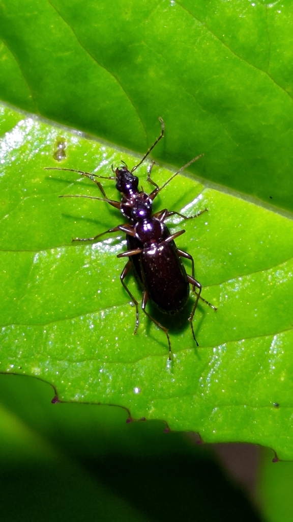 Platynini from 556台灣南投縣信義鄉神木村 556 on June 26, 2023 at 09:31 PM by 歐陽秀華 ...