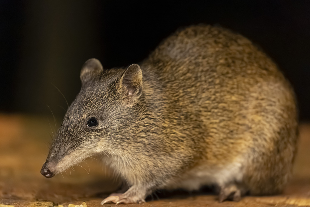 Quenda in June 2023 by Clarissa Human · iNaturalist