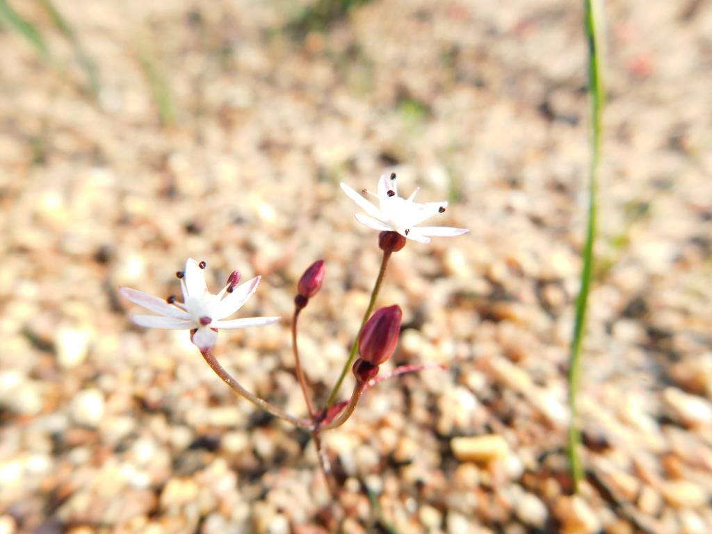 Fine Snowflake from Riverlands Nature Reserve, Malmesbury, South Africa ...