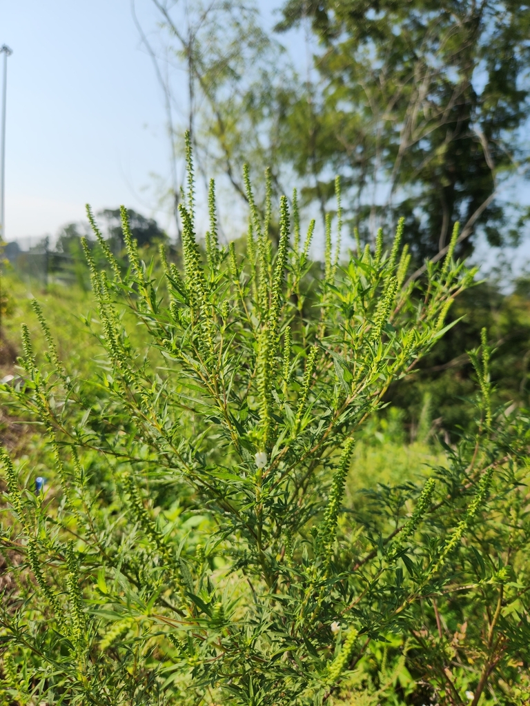 common ragweed from Loretto, Jacksonville, FL, USA on June 26, 2023 at ...