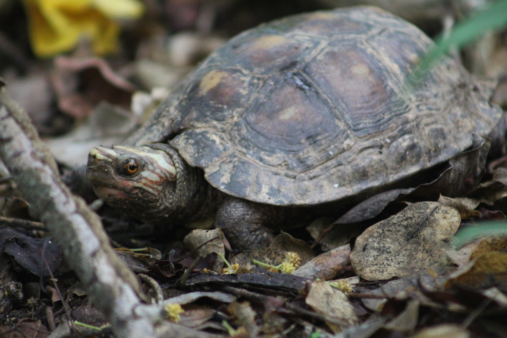 Oaxaca Wood Turtle from Santa María Huatulco, Oax., México on June 25 ...