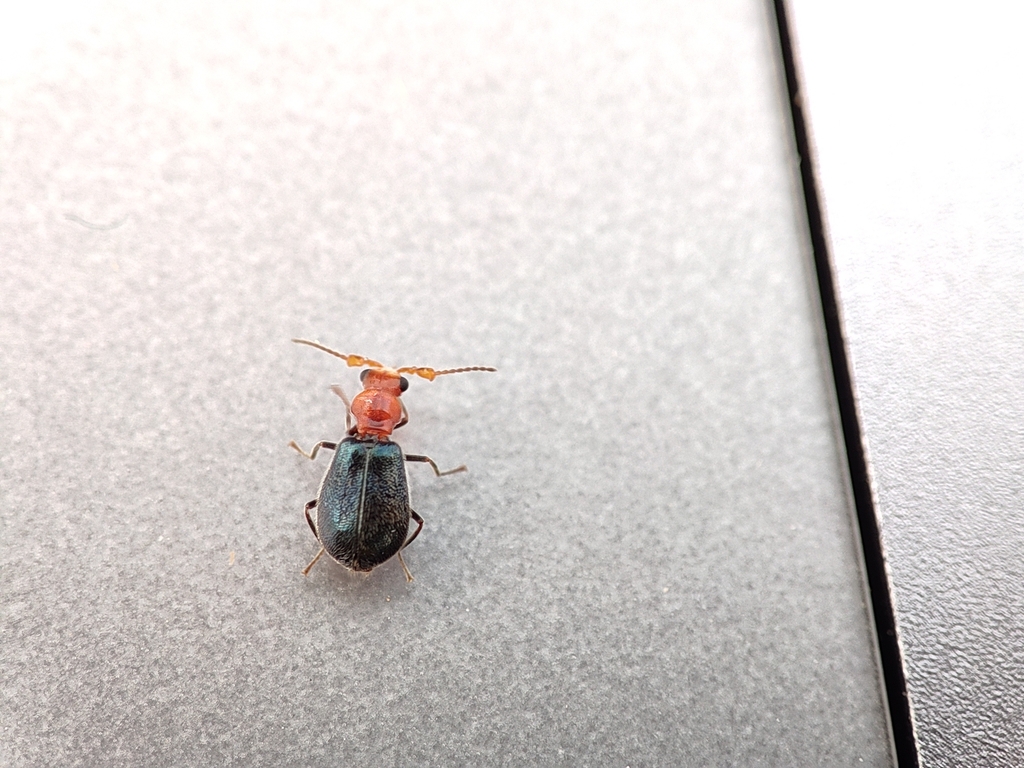 Intybia from Maruti Nagar, 1st Stage, BTM Layout, Bengaluru, Karnataka ...