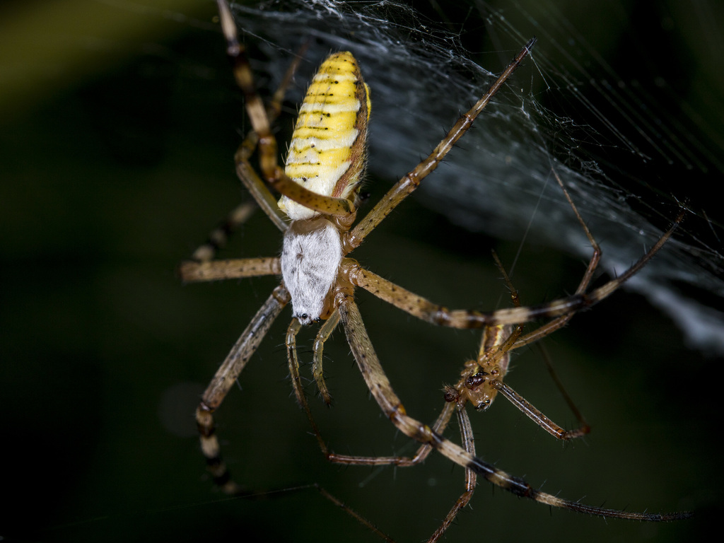 Wasp Spider from Talgar, Almaty, Kazakhstan on July 29, 2018 at 05:40 ...