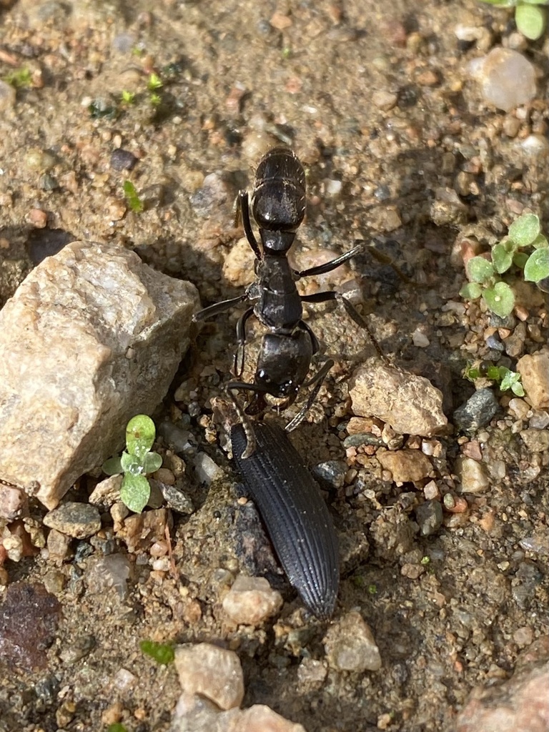 Pachycondyla Panther Ants from Ruta 81, Lavalleja, Lavalleja, UY on ...