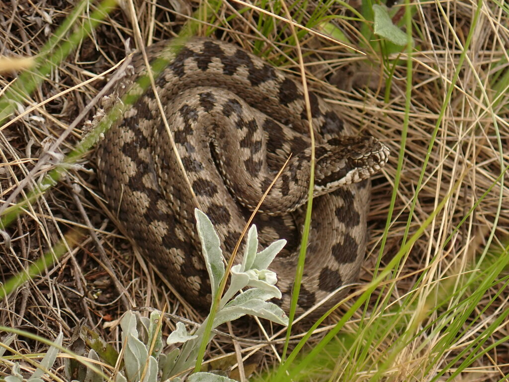 Steppe Viper in June 2023 by Павел Голяков · iNaturalist