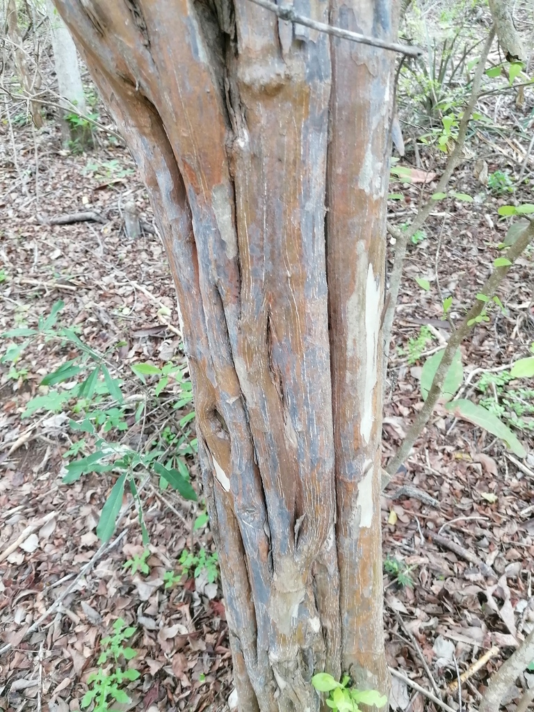 Mexican logwood from Santa María Huatulco, Oax., México on June 21 ...