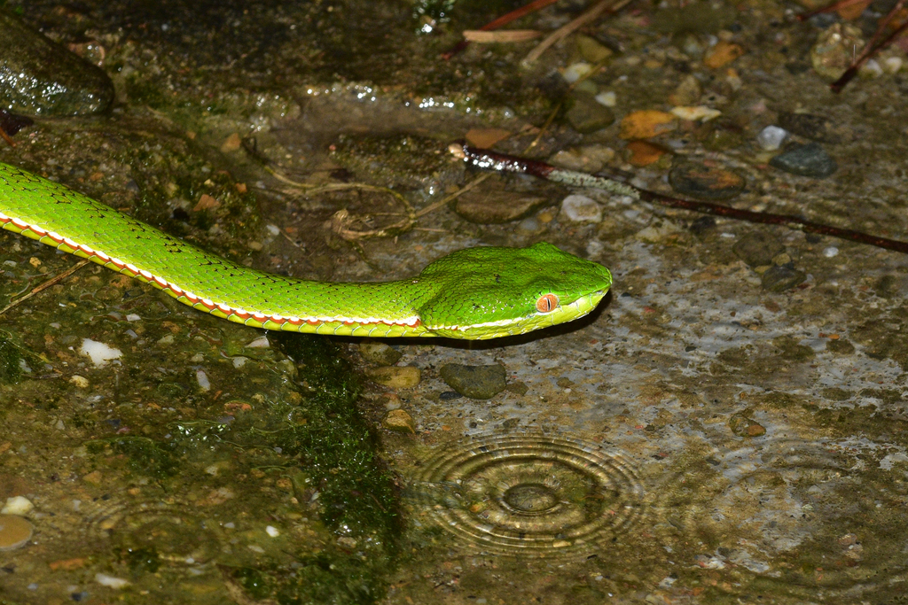 Chinese Green Tree Viper from 中国江西省上饶市婺源县 on June 23, 2023 at 10:43 PM ...