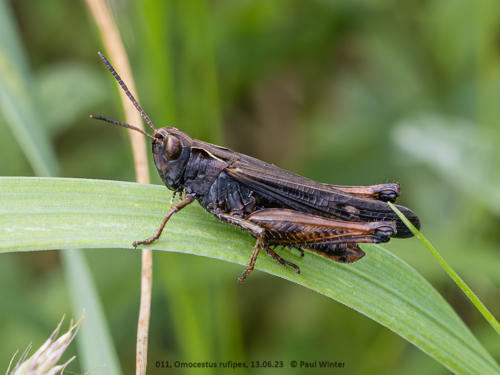 Woodland Grasshopper from Mirkovo, Bulgaria on June 13, 2023 at 03:30 ...