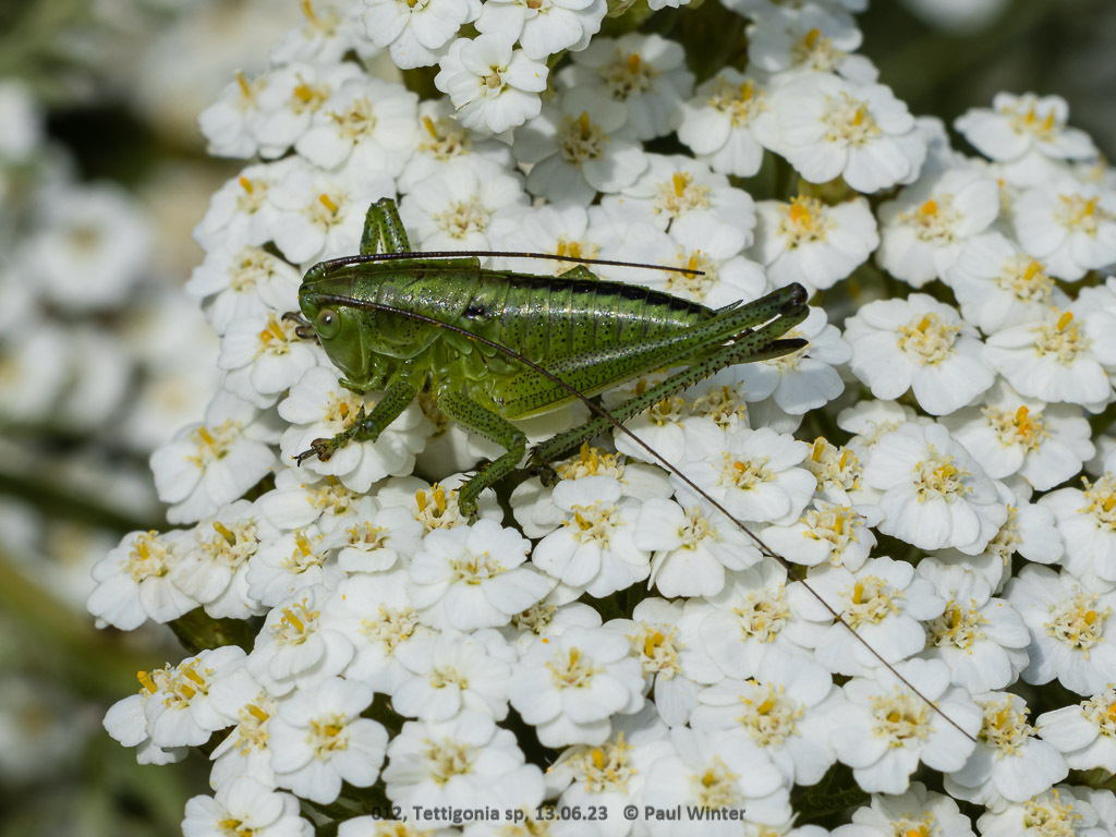 Great Green Bush-cricket from Mirkovo, Bulgaria on June 13, 2023 at 03: ...