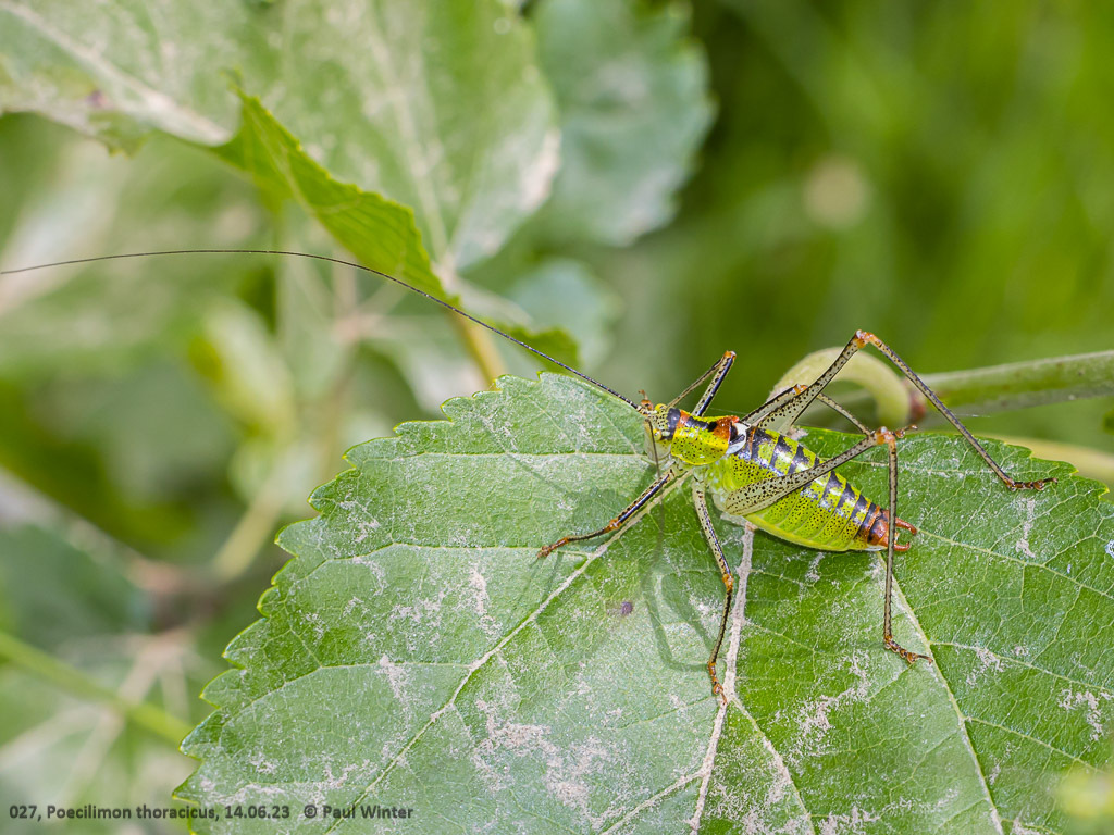 Bellied Bright Bush-cricket from Bratya Daskalovi, Bulgaria on June 14 ...