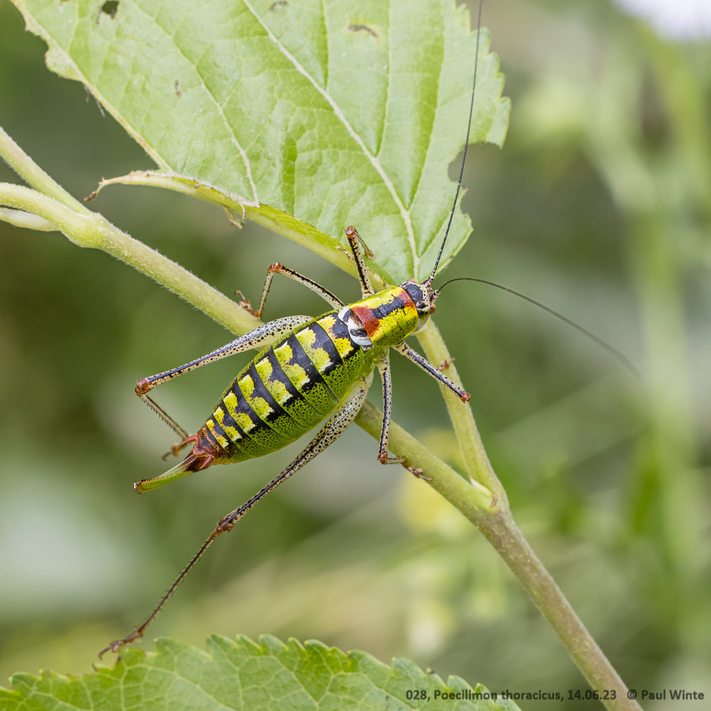 Bellied Bright Bush-cricket from Bratya Daskalovi, Bulgaria on June 14 ...