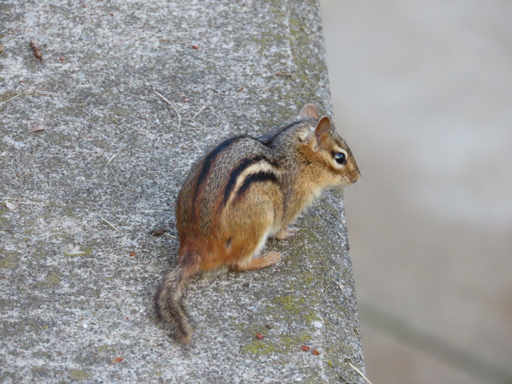Eastern Chipmunk from Cambridge, ON, Canada on June 26, 2023 at 06:24 ...