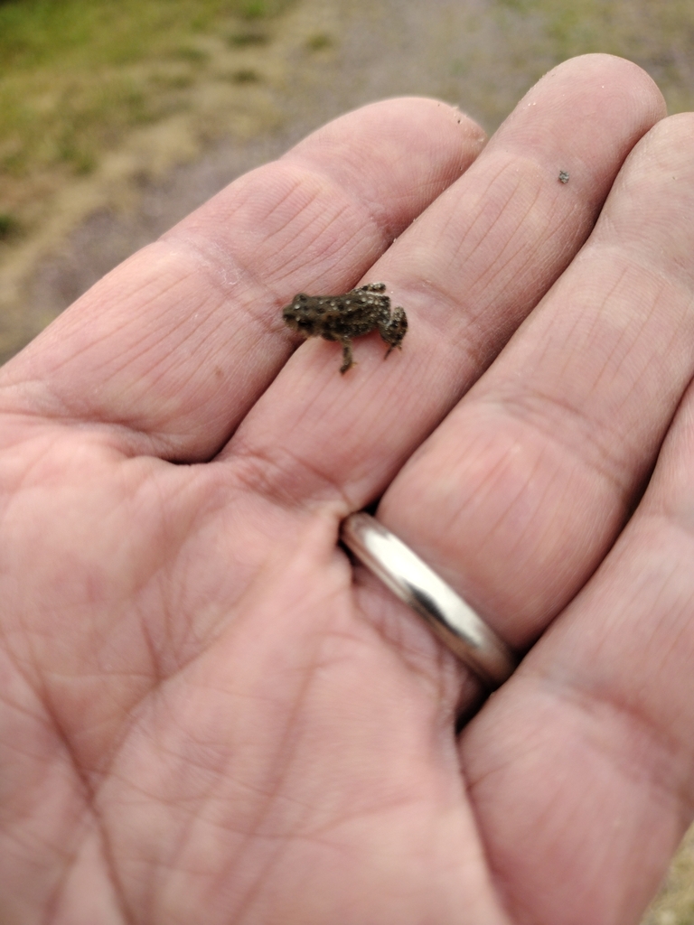 American Toad from Sauk County, US-WI, US on June 26, 2023 at 09:31 AM ...