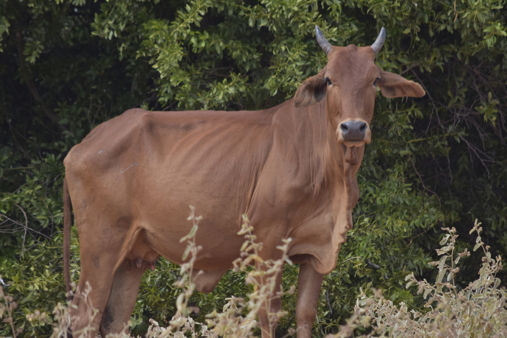 Zebu from Bàu Trắng, Hòa Thắng, Phan Thiết, Bình Thuận, Việt Nam on ...