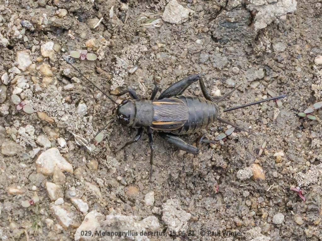Desert Cricket from Ivaylovgrad, Bulgaria on June 15, 2023 at 02:34 PM ...