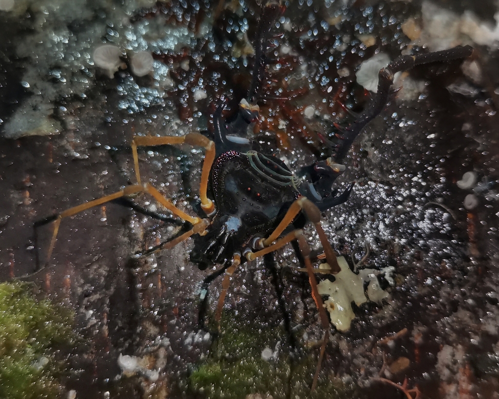 Sadocus asperatus from Temuco, Araucanía, Chile on June 25, 2023 at 05: ...