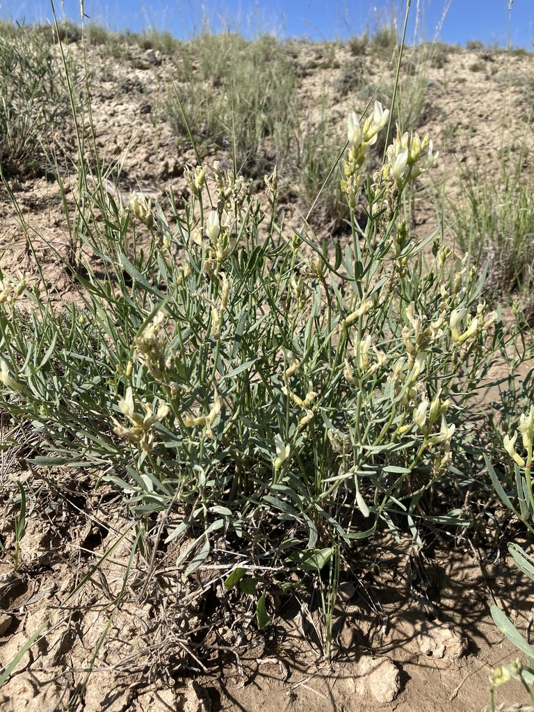 Gray's Milkvetch from Powell, WY, US on June 26, 2023 at 10:03 AM by ...
