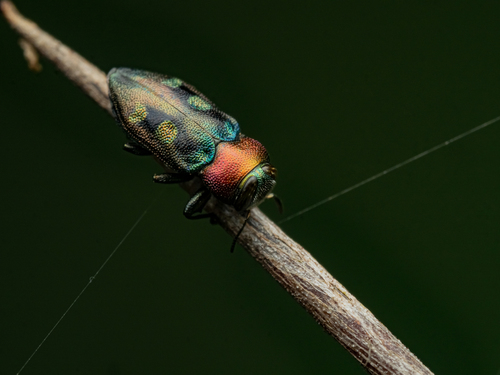 Chrysobothris hispaniolae · iNaturalist
