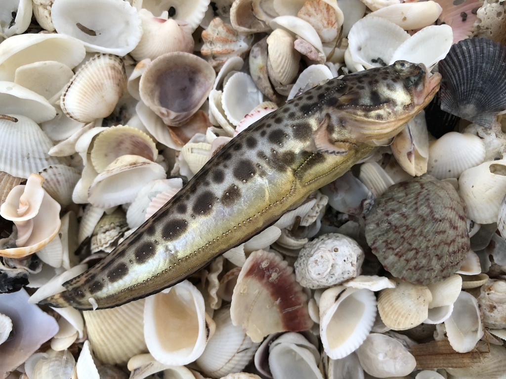 Atlantic Midshipman (Marine life of the Rio Grande Valley) · iNaturalist