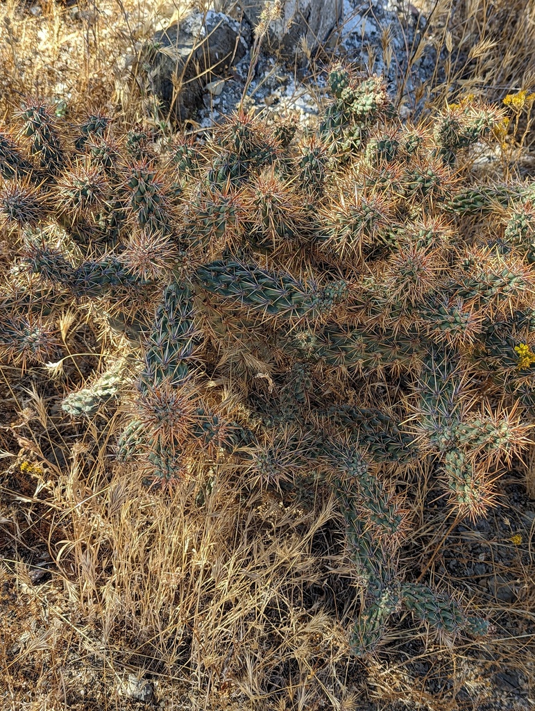 Coast Cholla from Tecate, Baja California, Mexico on June 25, 2023 at ...