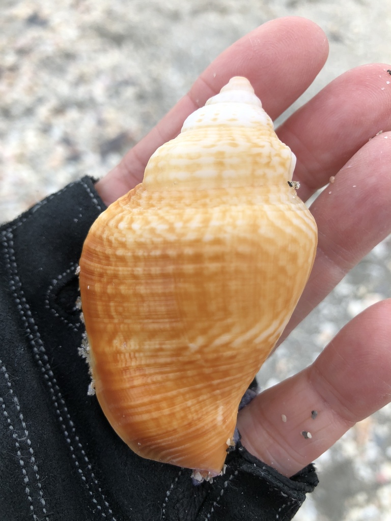 Florida Fighting Conch (Common Organisms in Sarasota Bay) · iNaturalist