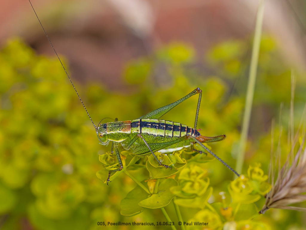Fuss' Bright Bush-cricket from Krumovgrad, Bulgaria on June 16, 2023 at ...