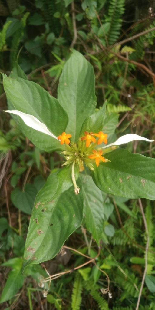 Mussaenda from Ipa Panchakanya, Nepal on June 22, 2023 at 02:45 PM by ...