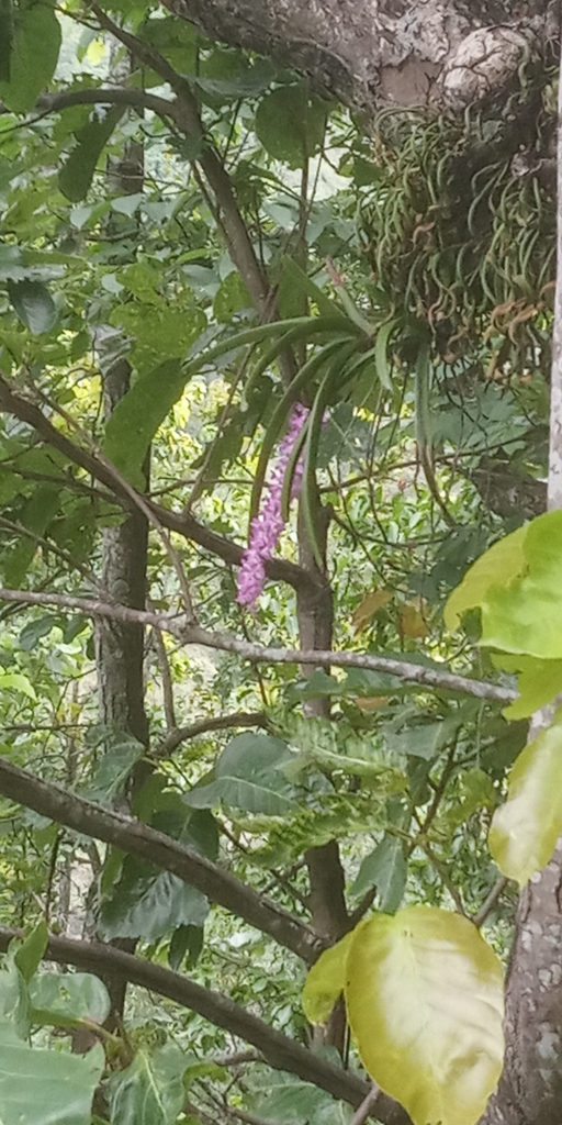Rhynchostylis from Ipa Panchakanya, Nepal on June 22, 2023 at 02:21 PM ...