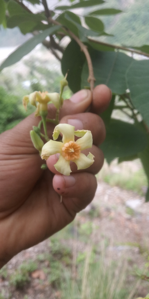 flowering plants from Ipa Panchakanya on June 22, 2023 at 02:20 PM by ...