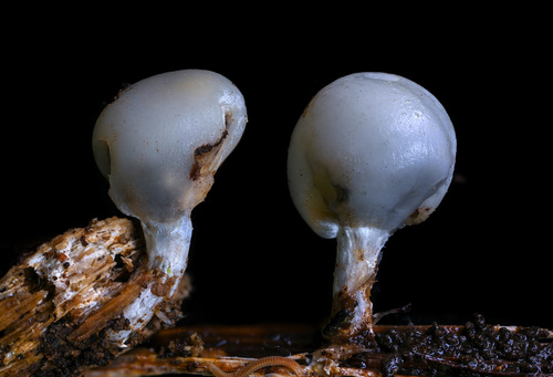 Foto 294083310, (c) Alan Rockefeller, algunos derechos reservados (CC ...