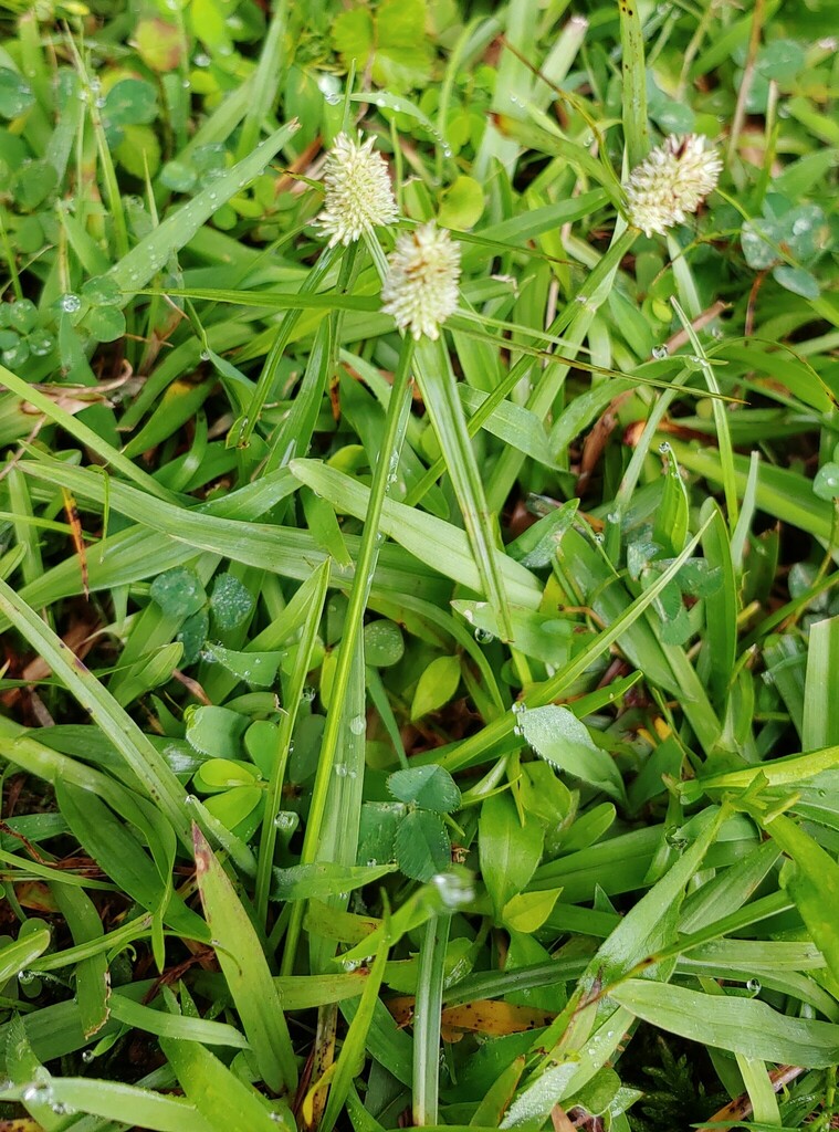 Shortleaf Spikesedge from Mountain Park, GA, USA on June 26, 2023 at 09 ...