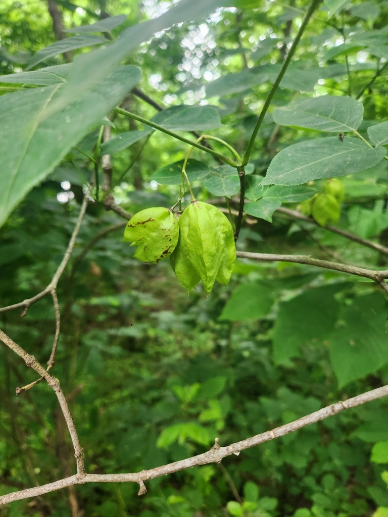 American bladdernut from Montgomery County, Chesapeake and Ohio Canal ...