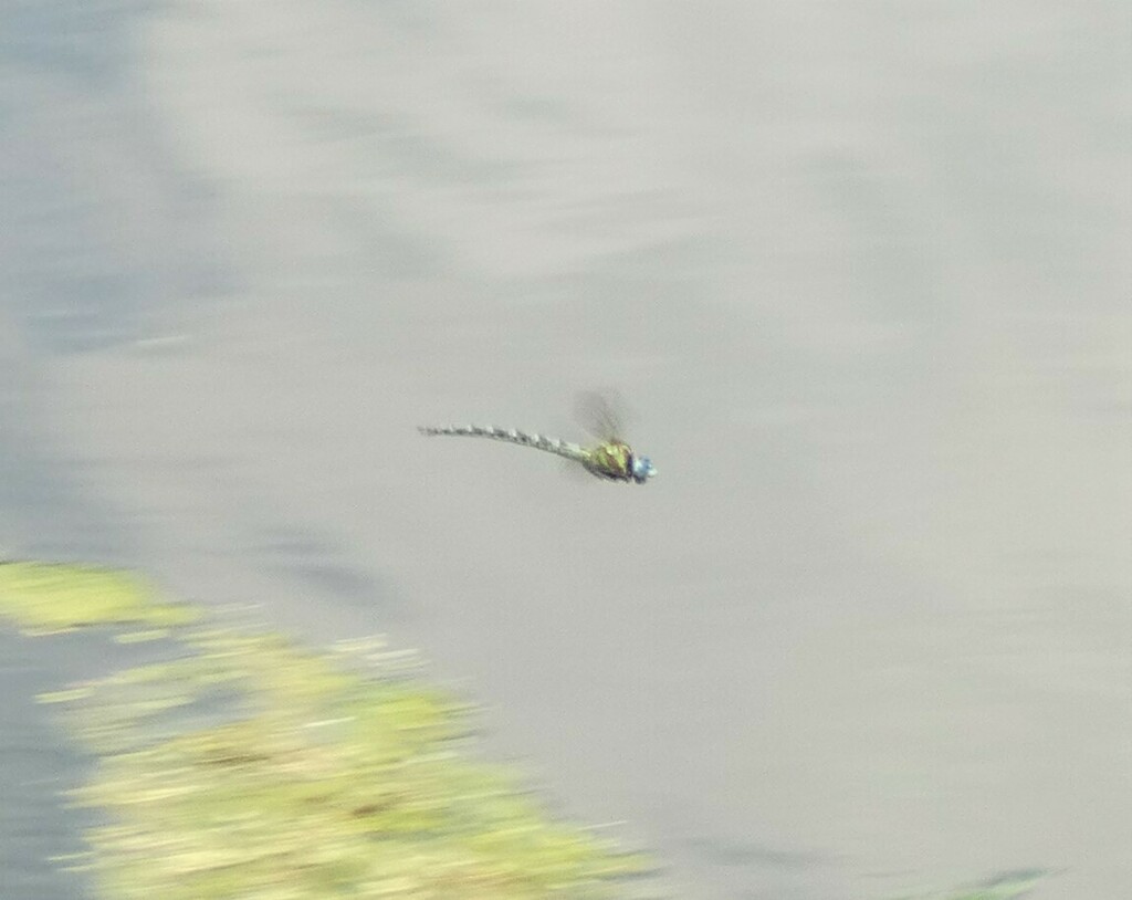 Cyrano Darner from Parrotts Bay, Lennox and Addington County, ON ...