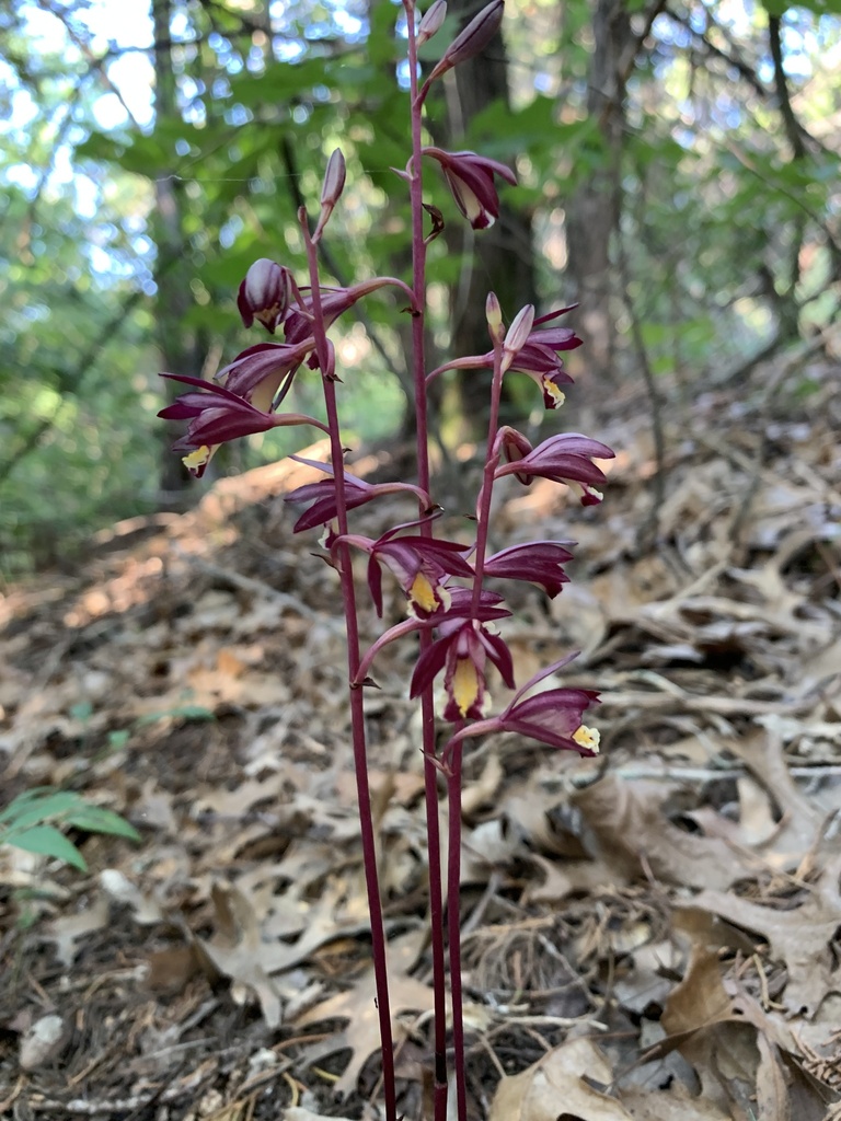 Texas Crested Coralroot in June 2023 by marcie12h · iNaturalist