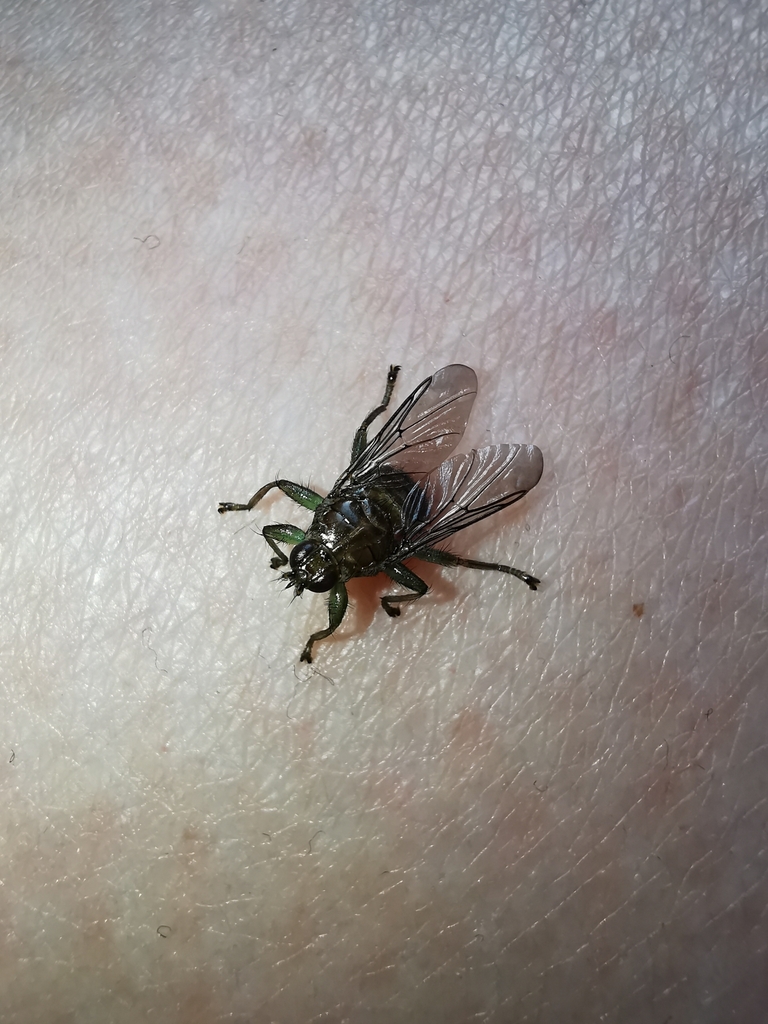 Bird louse fly from 3423, Österreich on June 26, 2023 at 07:39 PM by ...