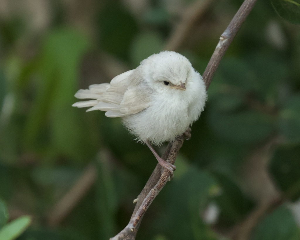 Bushtit from Balboa Park, San Diego, CA, USA on May 9, 2023 at 08:25 AM ...