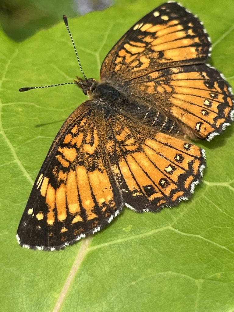 Harris's Checkerspot in June 2023 by Mark Ellingwood · iNaturalist