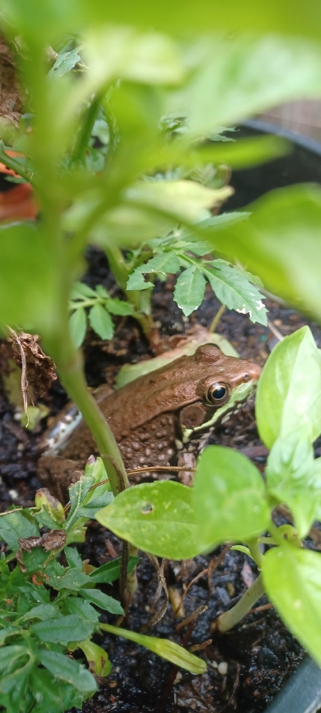 Green Frog from 20171 on June 26, 2023 at 01:45 PM by alisonbee ...