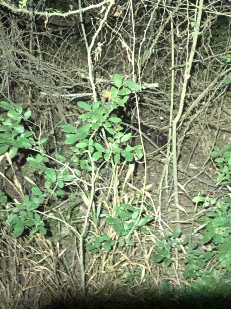 Striped Skunk from George Bush Park, Houston, TX, US on June 26, 2023 ...