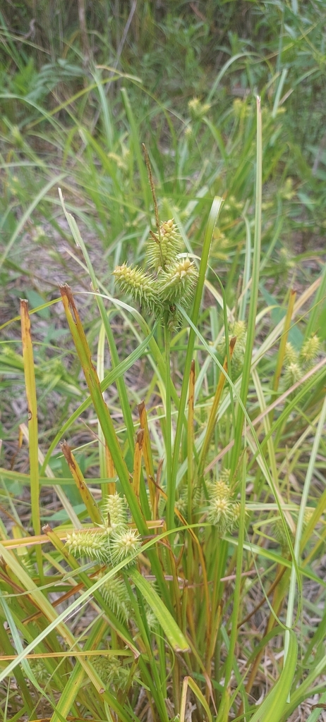 retrorse sedge in June 2023 by Derek Ziomber. Abundant in an ephemeral ...
