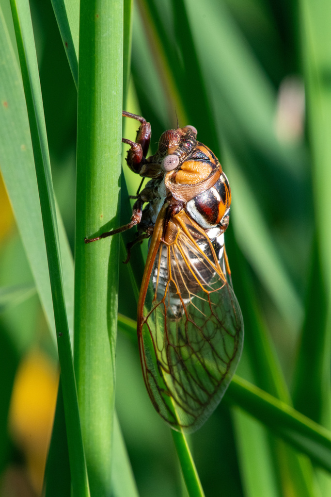 Bush Cicada from Castle Hills, Hebron, TX, USA on June 25, 2023 at 06: ...