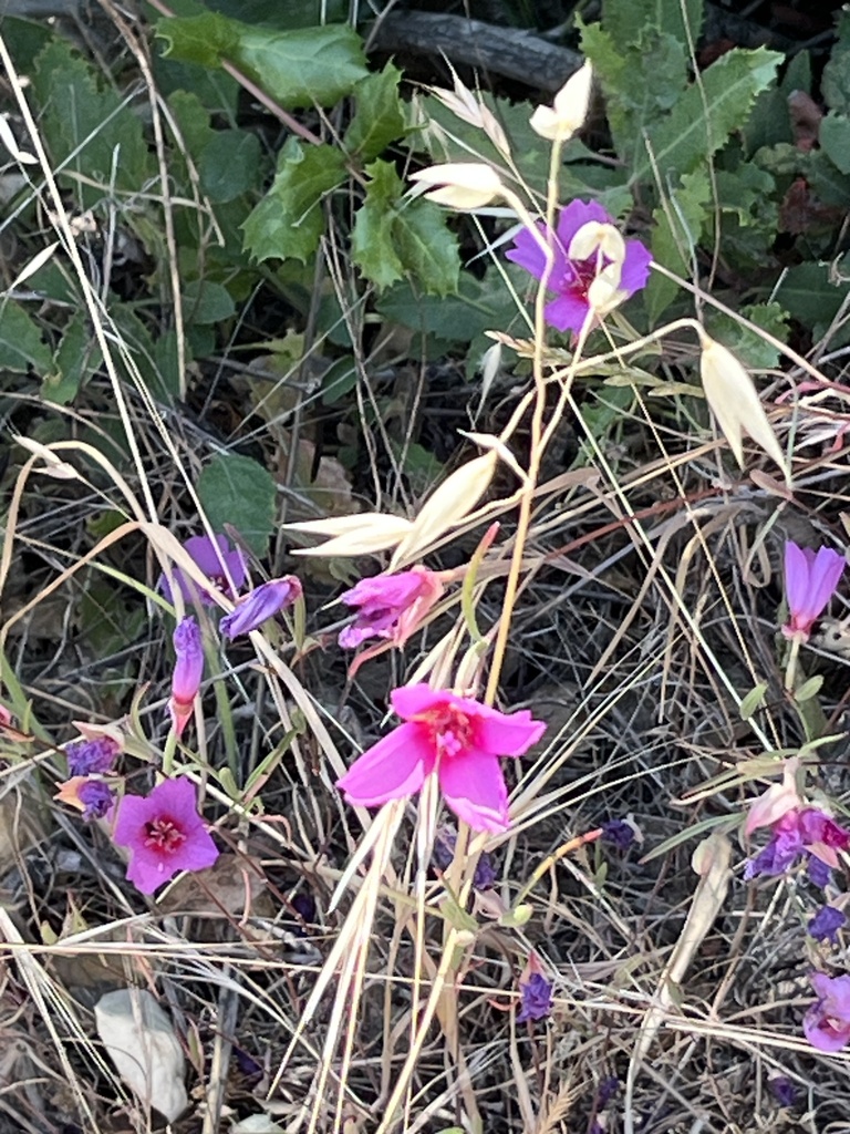 ruby chalice clarkia from Pearson-Arastradero Preserve, Santa Clara ...