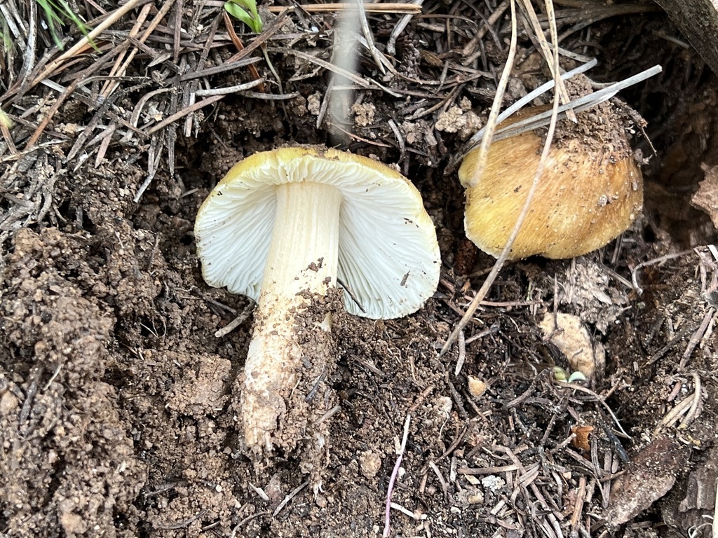 split fibrecap in June 2023 by Joe Matanzas. Tricholomatoid. Very large ...